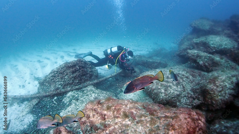 Scuba Diving and Underwater Photography Malta - Wrecks Reefs Marine ...