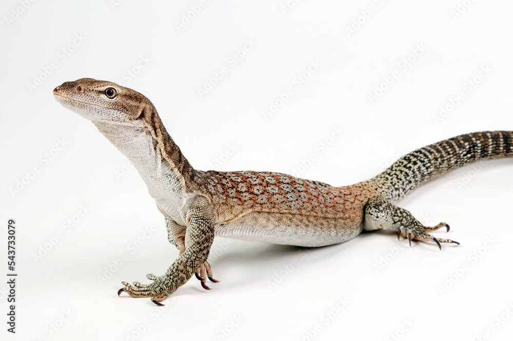 Black-headed monitor, black-tailed monitor // Trauerwaran (Varanus ...