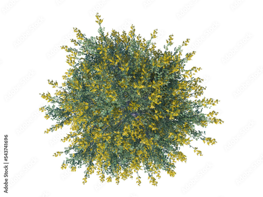 Golden Shower Tree top view png alpha channel Stock Photo | Adobe Stock