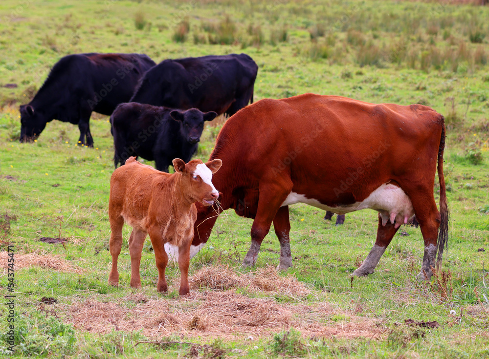 Simmental is one of the oldest and most recognized cattle breeds that ...