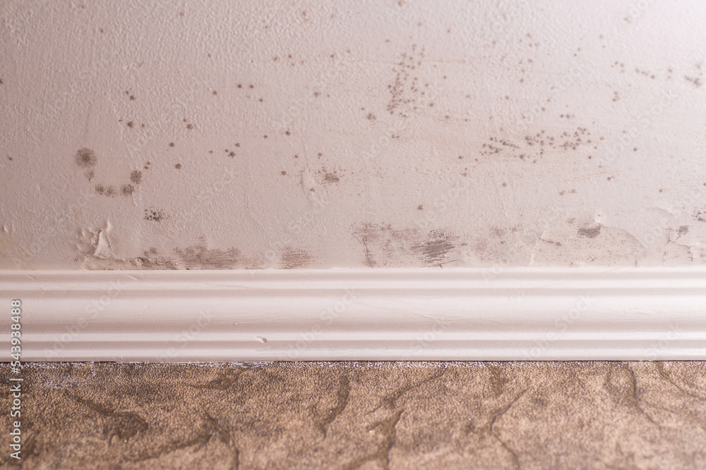 Stachybotrys chartarum also known as black mold or toxic black mold ...