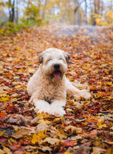 Happy Dogs Playing In Fall Leaves Free Stock Photo - Public Domain Pictures