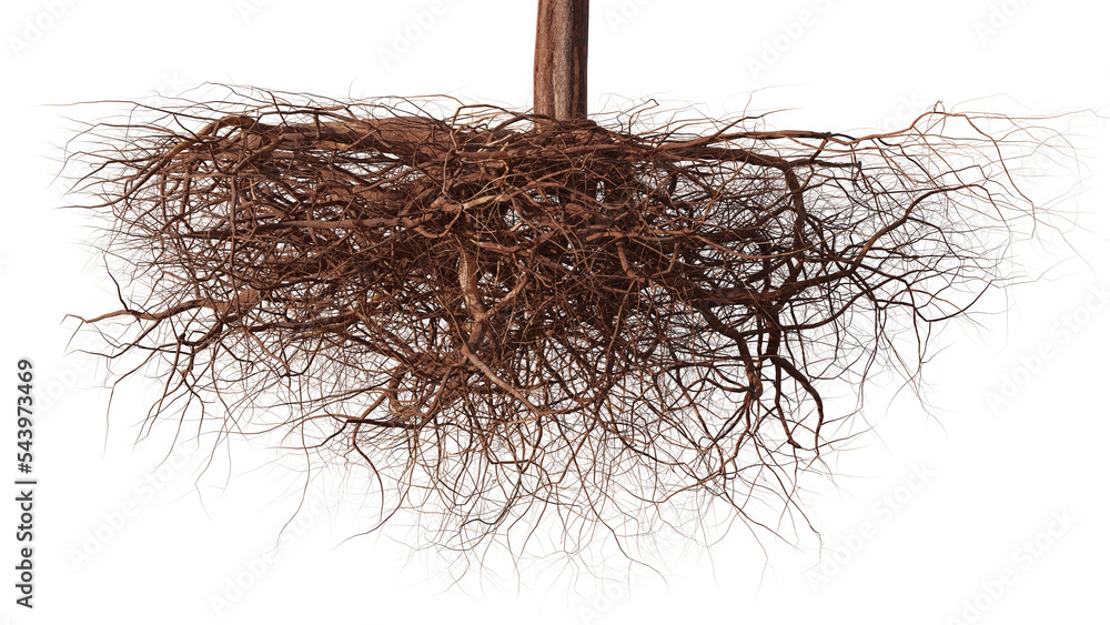 tree roots, isolated on white background Stock Illustration | Adobe Stock