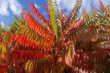 Sumac Tree Free Stock Photo - Public Domain Pictures