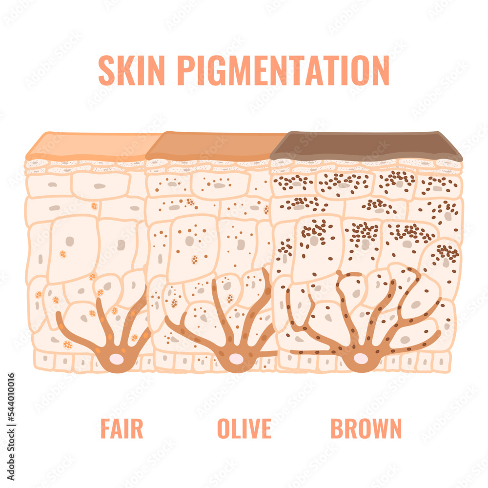 Melanin content and distribution in different skin tone phototypes ...