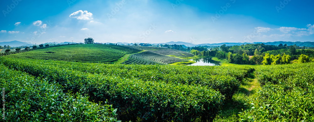 Landscape panorama view of tea plantation at at choui fong farm Chiang ...