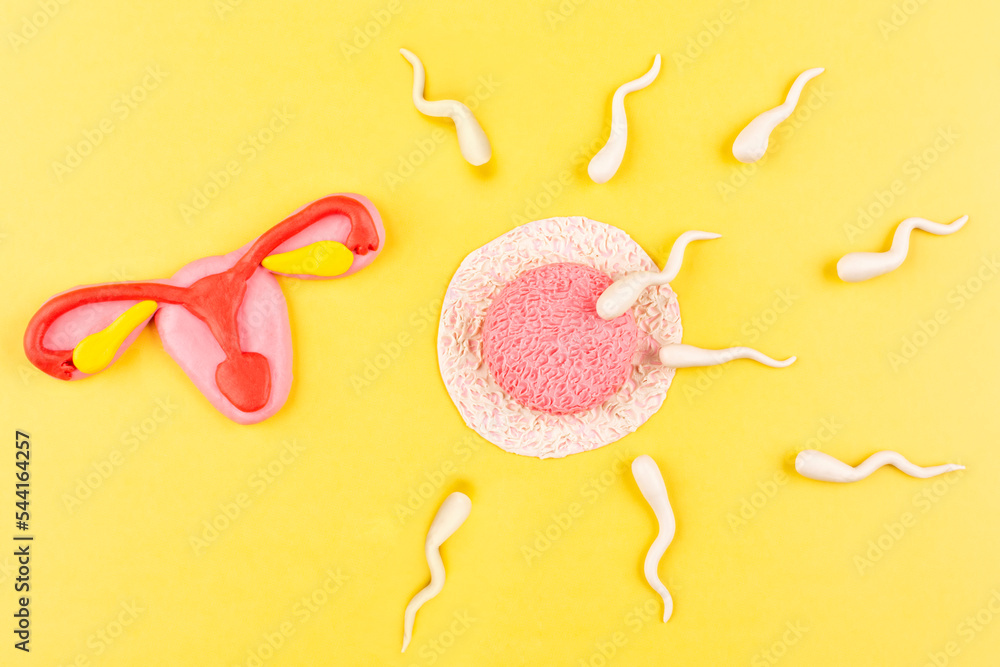 The concept of ovulation and conceiving a baby. The sperm fertilizes ...