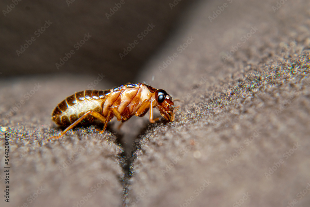 Close Up of Swarmers, moths, flying termite, winged termites ...