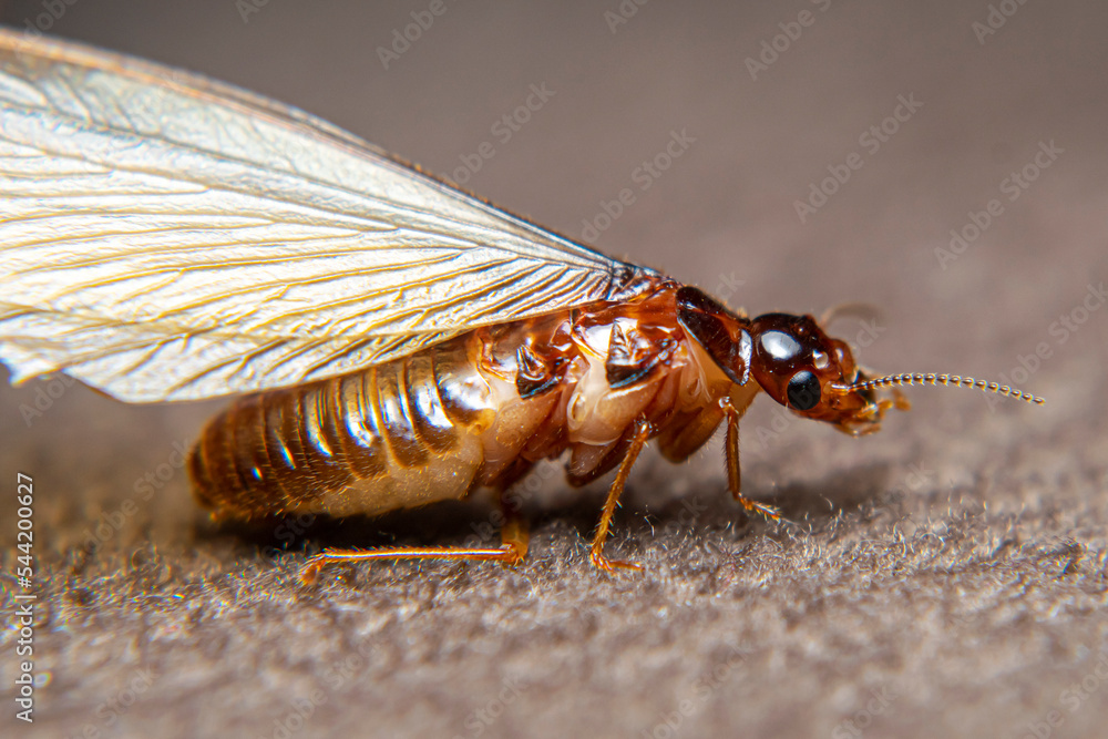Close Up of Swarmers, moths, flying termite, winged termites ...