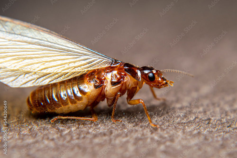 Close Up of Swarmers, moths, flying termite, winged termites ...