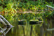 Moss Covered Log In Woods Free Stock Photo - Public Domain Pictures