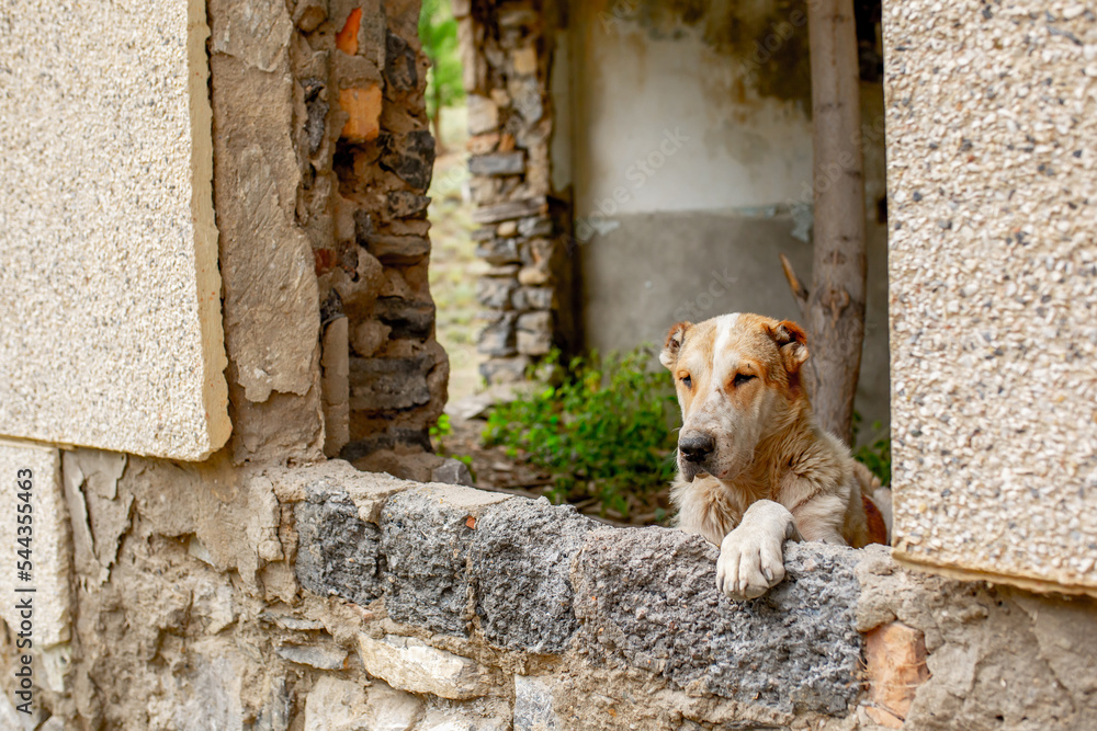 Abandoned animals on the streets of a ruined city, stray dogs near ...