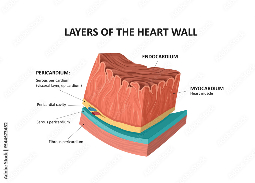 Layers of the Heart Walls. Endocardium and myocardium layers. Stock ...