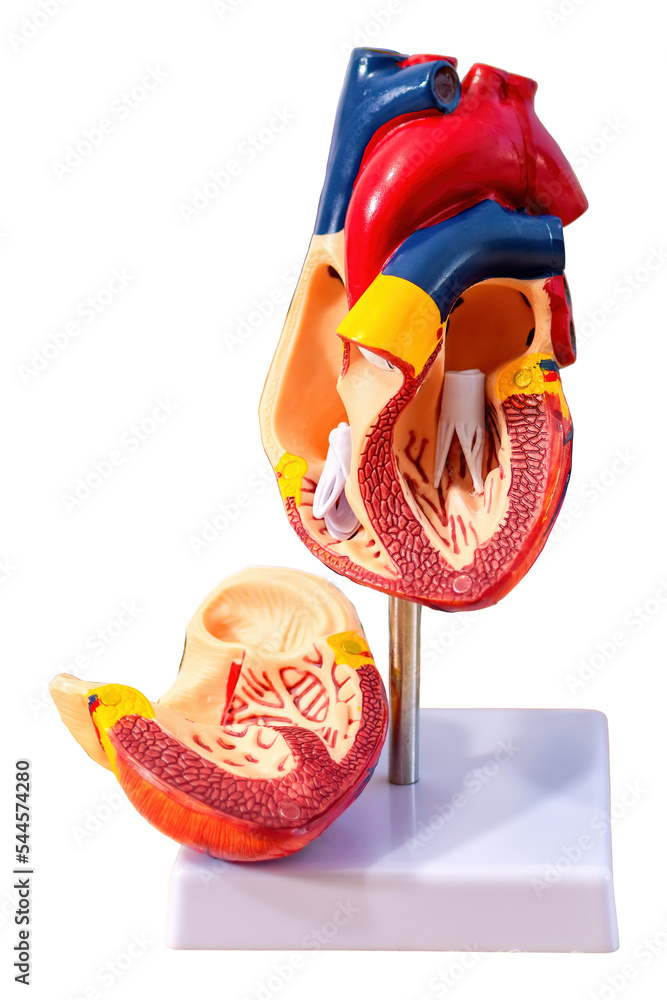 Anatomical structure, physiology of the heart, cardiovascular system ...
