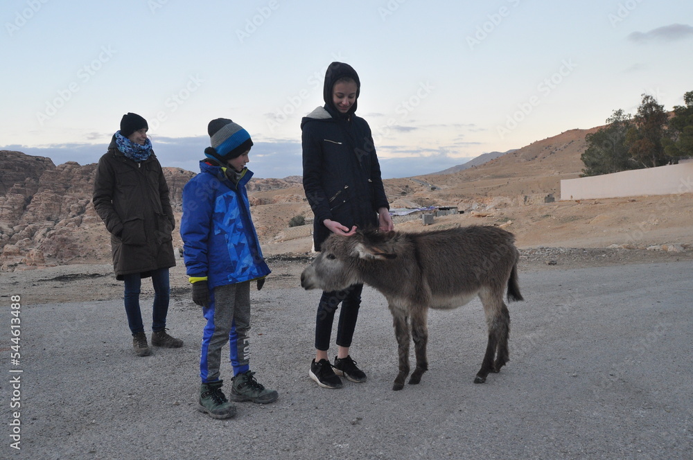 Donkeys working as transport and pack animals in Petra, Jordan ...