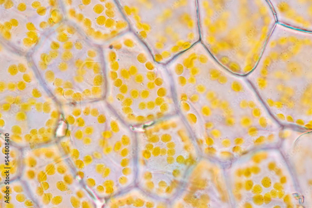 Cell structure flower, View of chromoplast showing in plant cells under ...