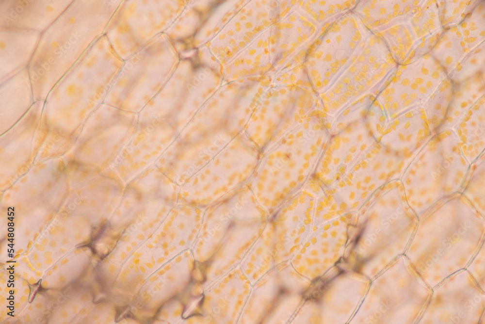 Cell structure flower, View of chromoplast showing in plant cells under ...