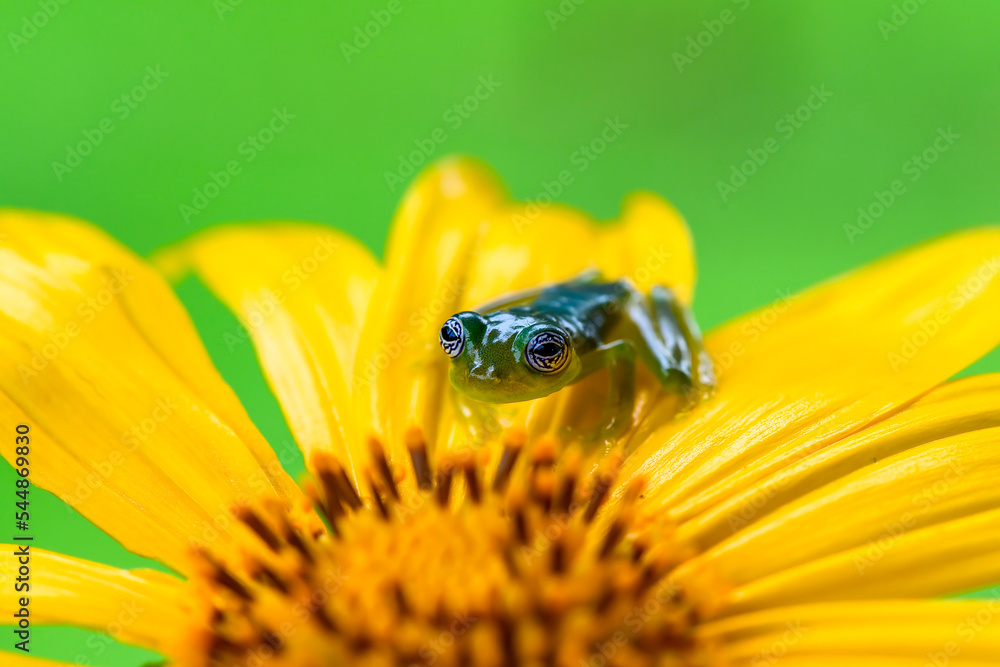 Teratohyla spinosa glass frog (spiny cochran frog) of the family of ...