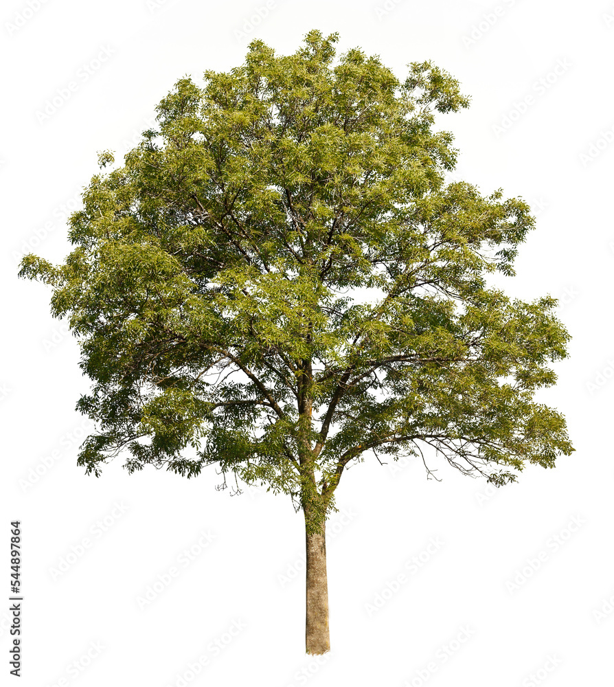 Cutout tree for editing work Stock Photo | Adobe Stock