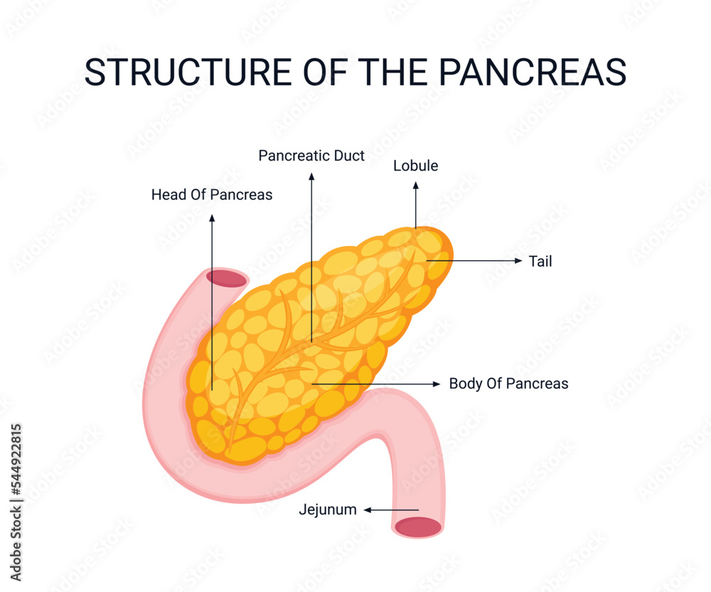 Structure of the Pancreas, human organ, illustration organ details ...