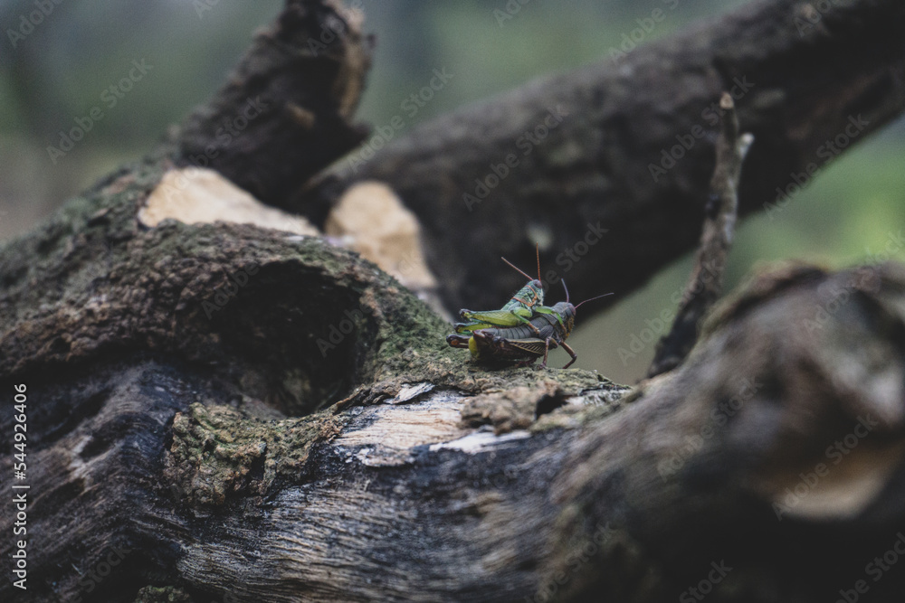Insectos y el medio ambiente Stock Photo | Adobe Stock