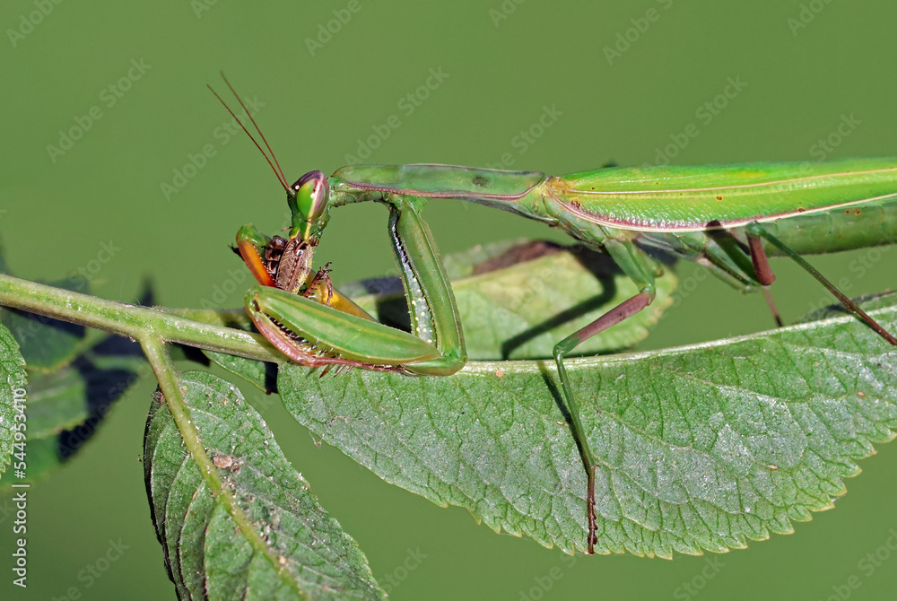 Macro photography of a praying mantis (Mantis religiosa) eating a ...