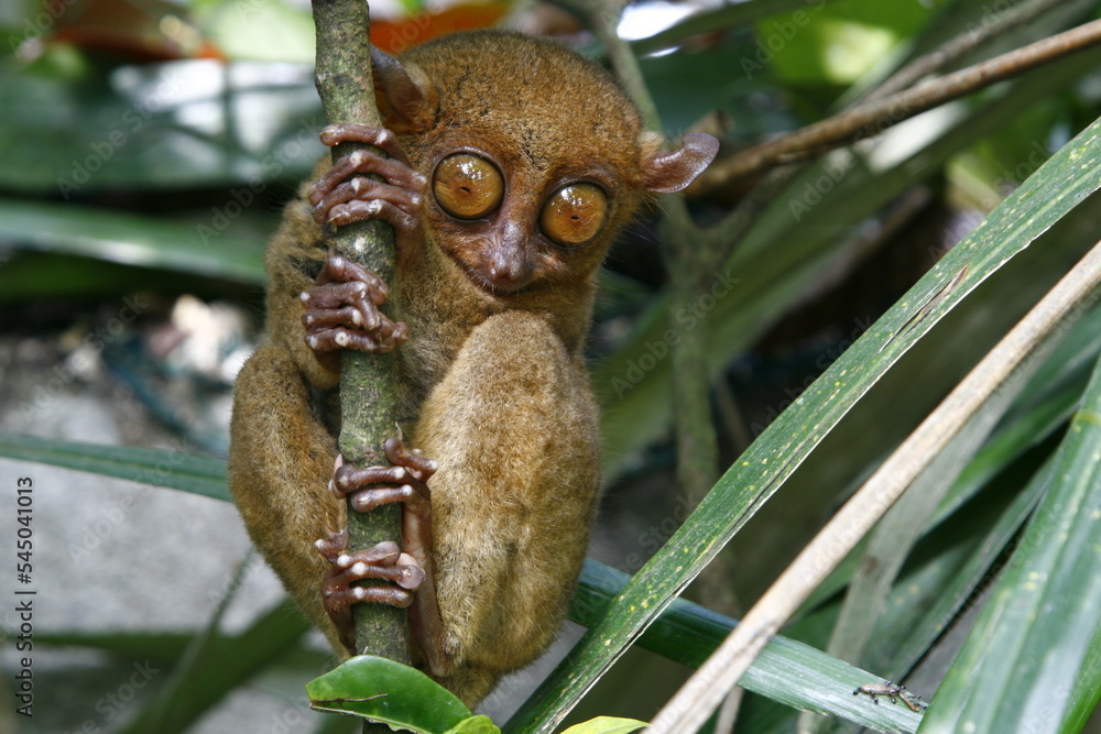 Philippine Tarsier from Bohol, Philippines Stock Photo | Adobe Stock
