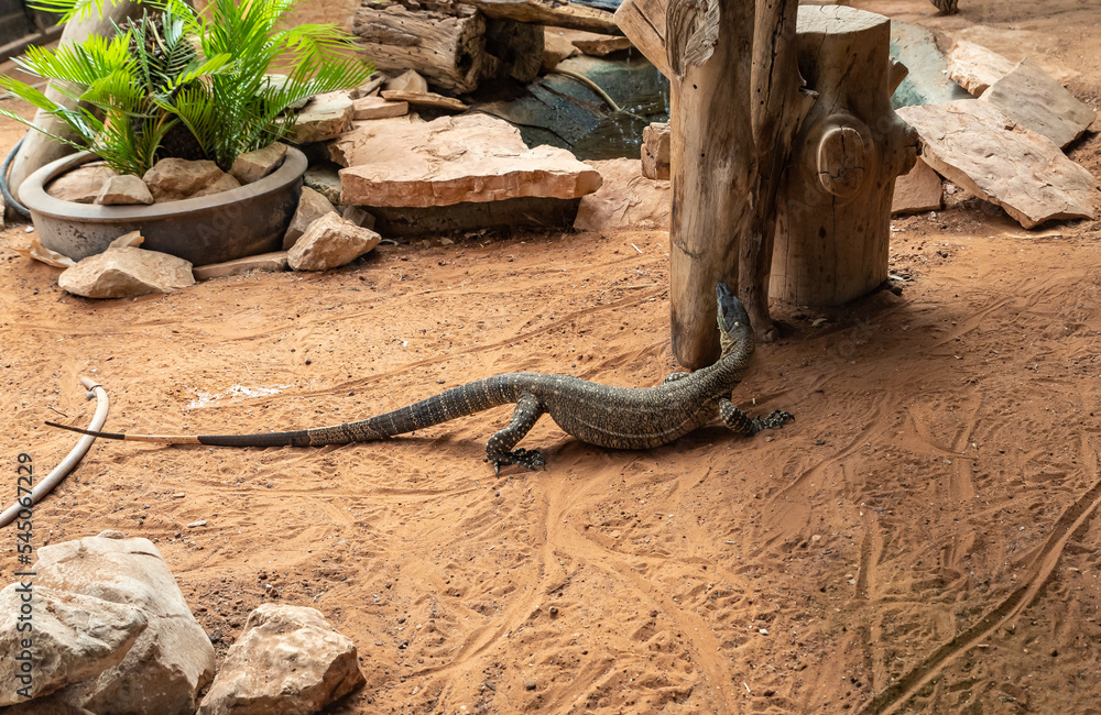 Large monitor lizard in an aviary in Gan Guru kangaroo park in Kibutz ...