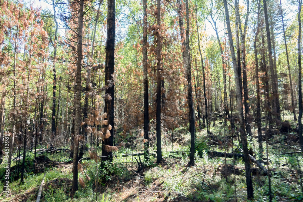 Fire-damaged forest boreal forests. Burnt boreal forests. Wildfire low ...