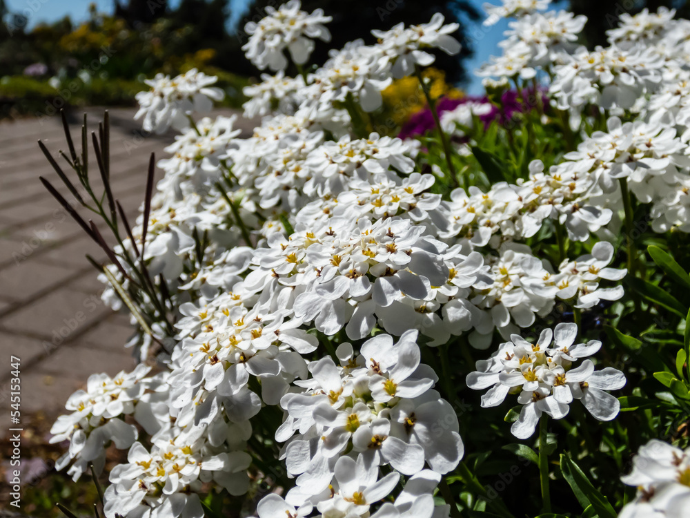 Macro of the low-growing, spreading sub-shrub candytuft Iberis ...
