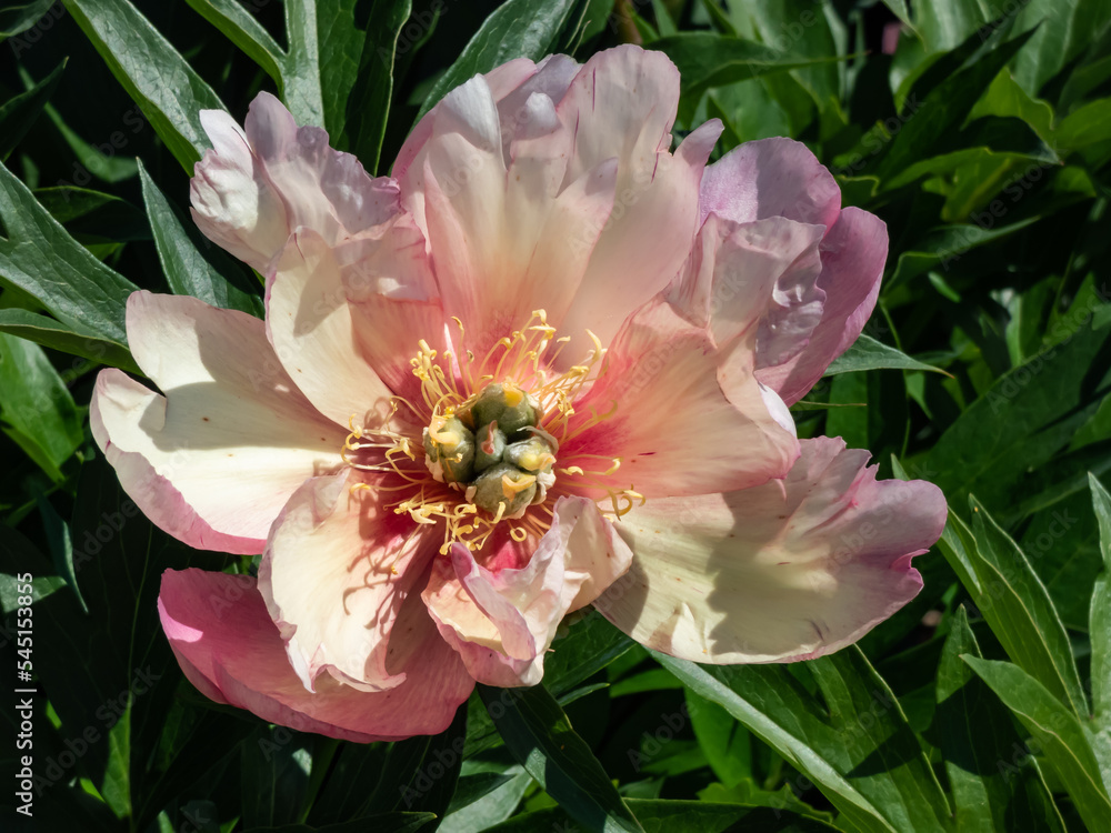 Itoh Peony (paeonia) 'Julia Rose' flowering with single to double ...