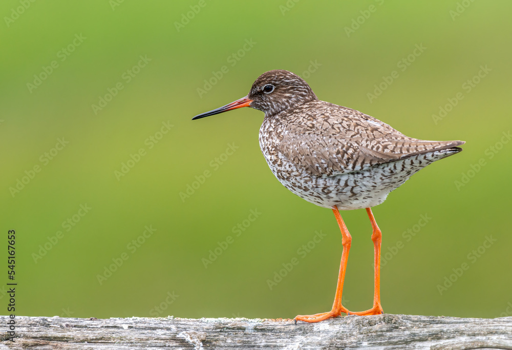 Redshank (Tringa totanus) wader bird with long orange legs isolated ...