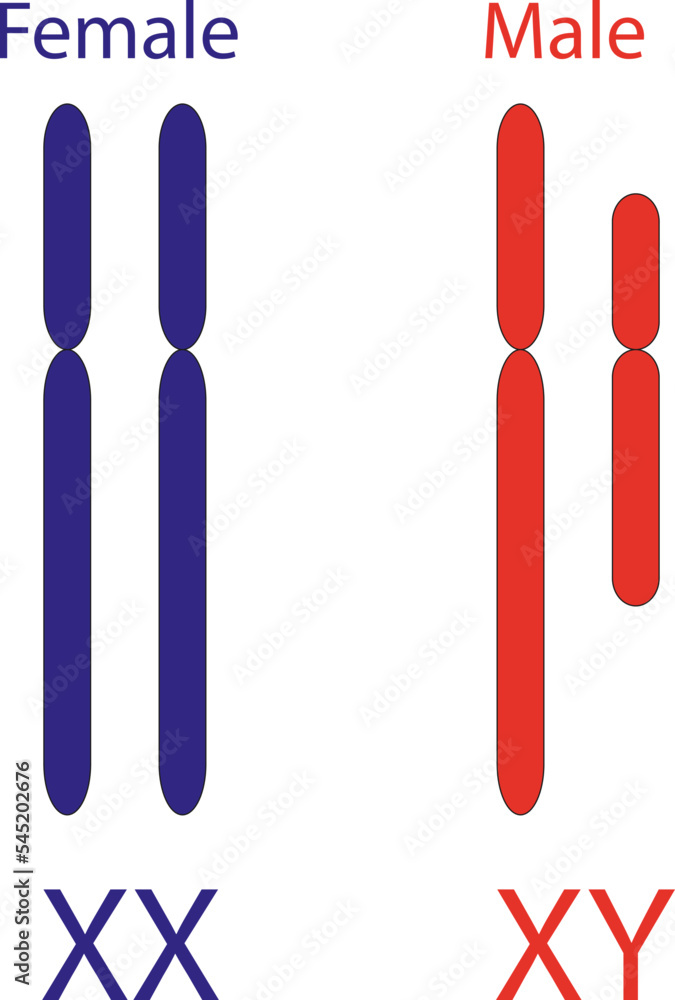 Colored Illustration Of Human Sex Chromosomes. XY Sex Determination ...
