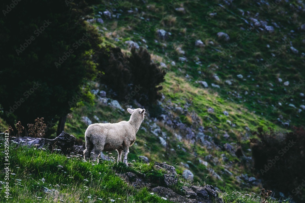 Cute furry sheep standing in front of a green mountain slope, Akaroa ...