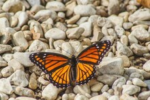 Monarch Butterfly In Rocks Free Stock Photo - Public Domain Pictures
