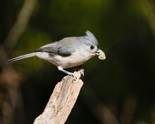 Tufted Titmouse With Peanut Free Stock Photo - Public Domain Pictures