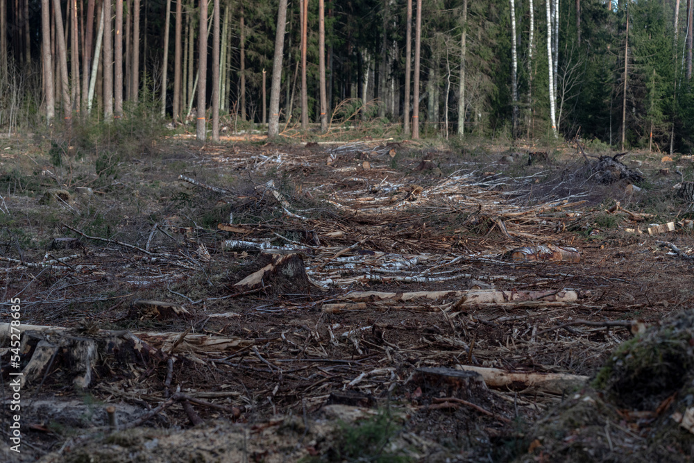 Deforestation, forest clearing,tree stumps and felled forest ...