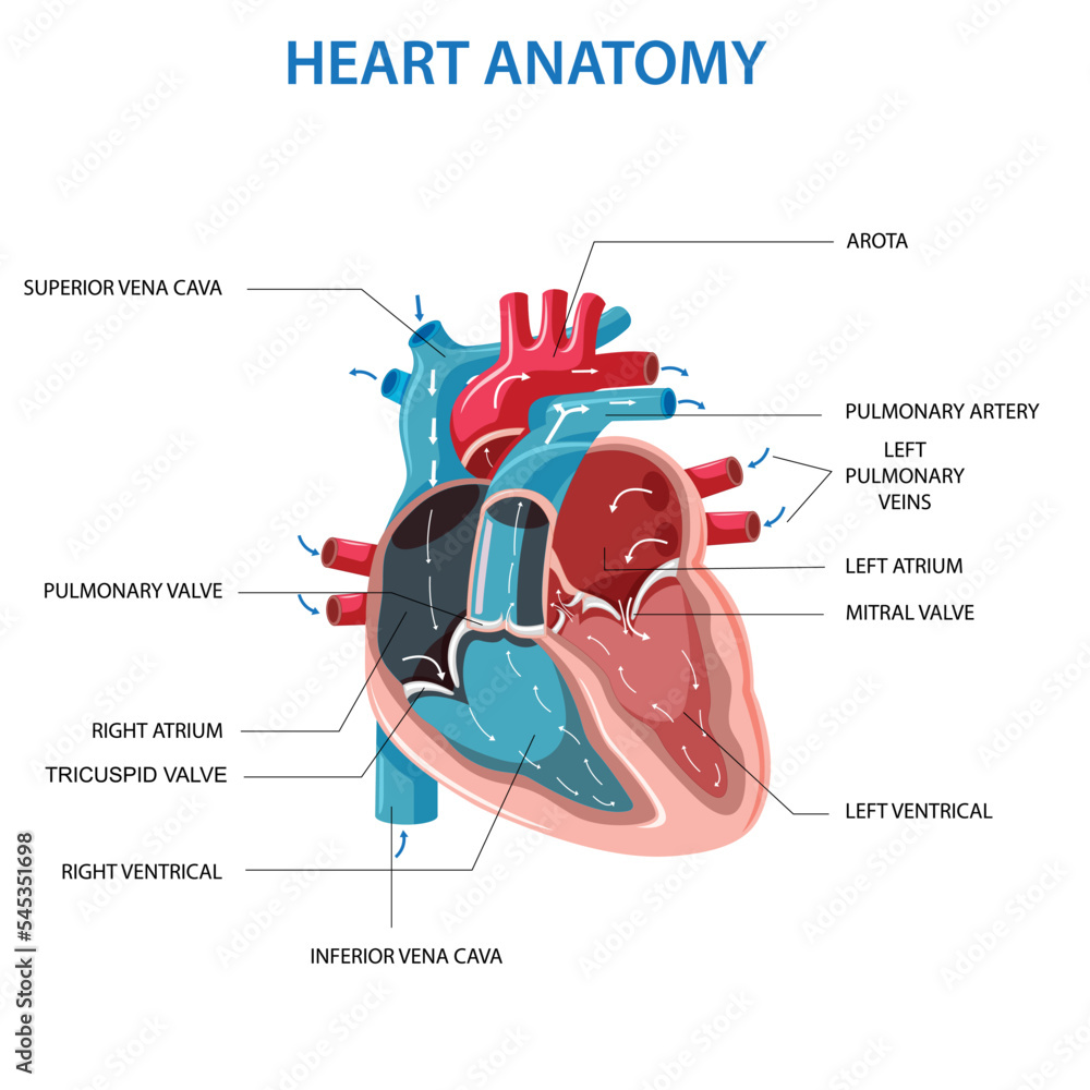 Human heart anatomy vector illustration Stock Vector | Adobe Stock
