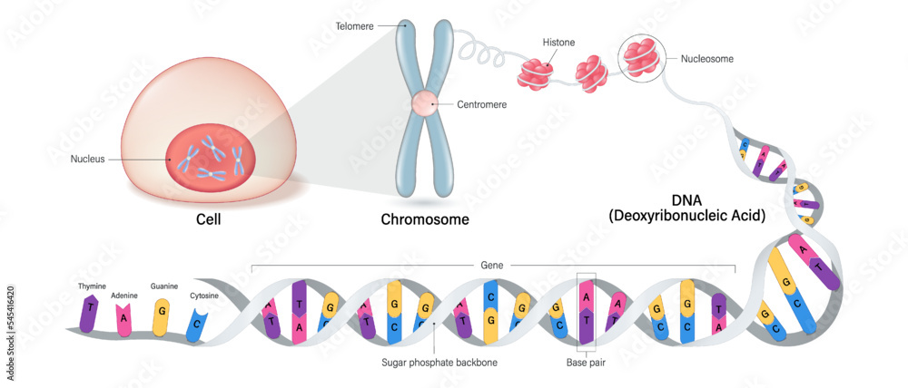 Cell anatomy, Chromosome structure, Histone and DNA(Deoxyribonucleic ...