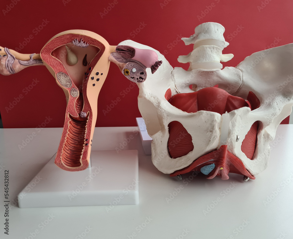 Foto de Stock Anatomy of pelvis of woman gynecology of uterus and ...