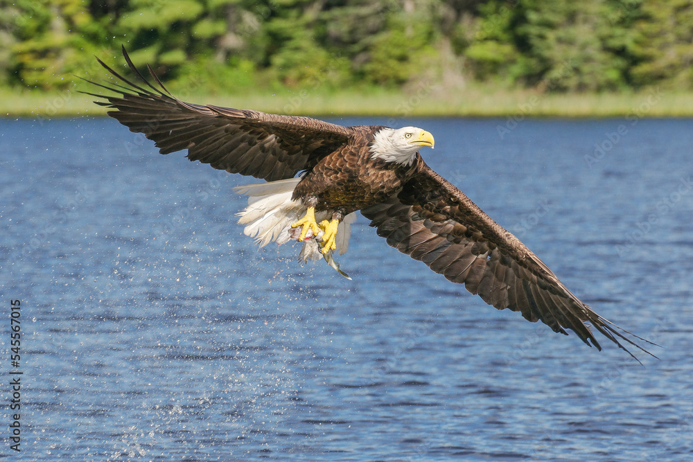 Bald Eagle Catching Fish Stock Photo | Adobe Stock