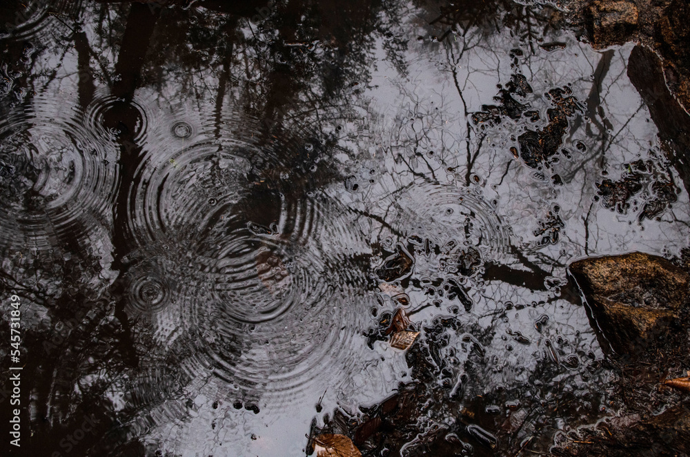 flaque d'eau avec reflet de cime d'arbre et ondulation de goutte de ...