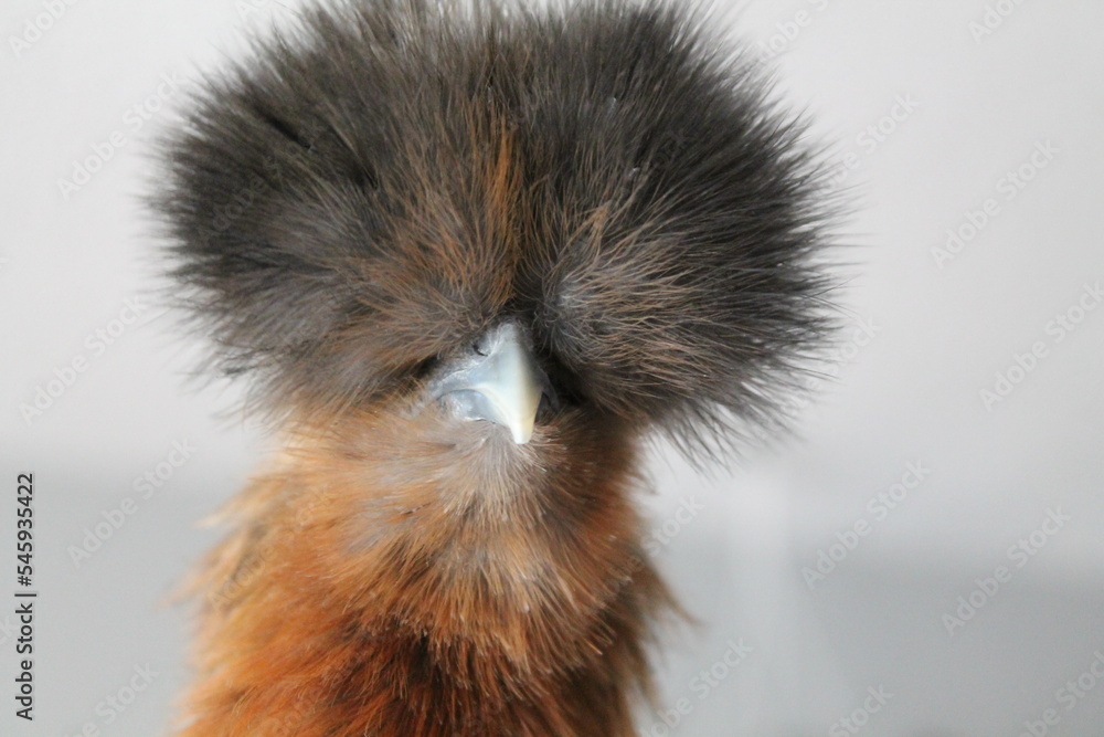 Exceptionnelle poule soyeuse rousse avec une magnifique vue de face du ...