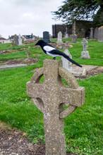 Magpie, Tombstone, Bird Free Stock Photo - Public Domain Pictures
