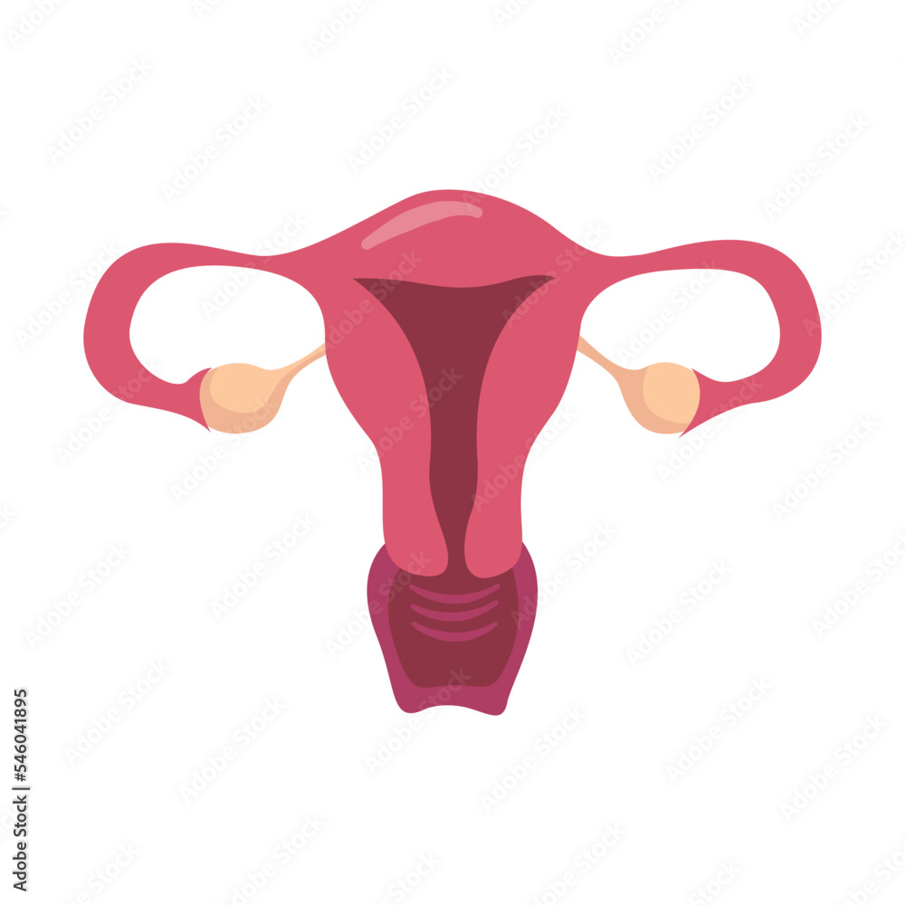 Human anatomy Female reproductive system, female reproductive organs ...