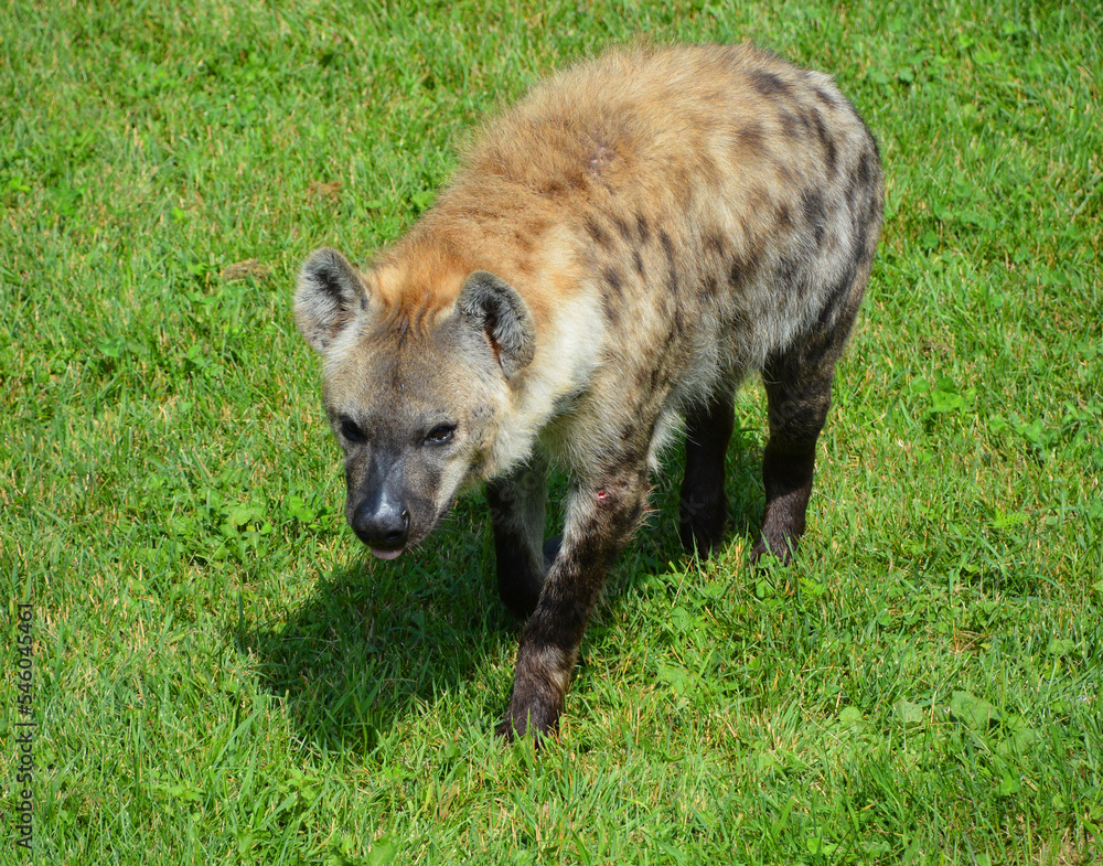Spotted hyena (Crocuta crocuta), also known as the laughing hyena,is a ...