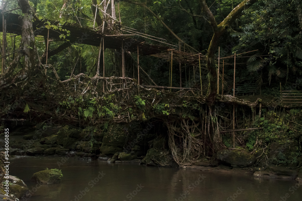 Living Root Bridge from Shillong, Meghalaya, India Stock Photo | Adobe ...