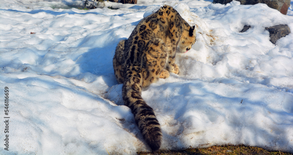 The snow leopard is a large cat native to the mountain ranges of ...