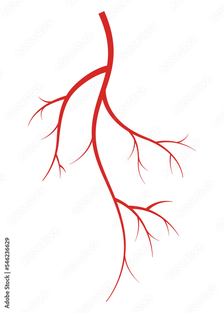 Human veins. Red silhouette vessel, arteries or capillaries on white ...