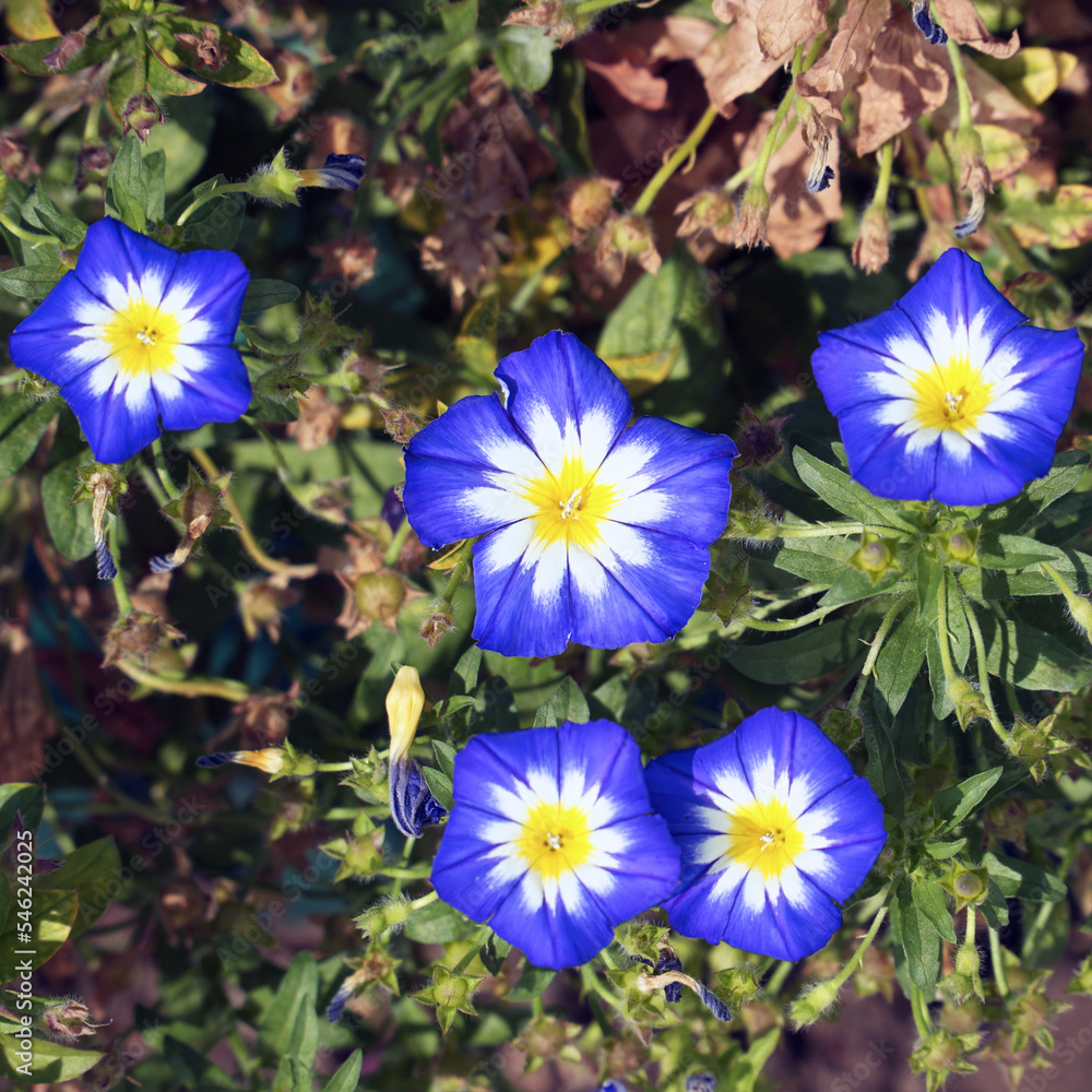 Blue flower morning glory or bindweed on the lawn in the flower garden ...